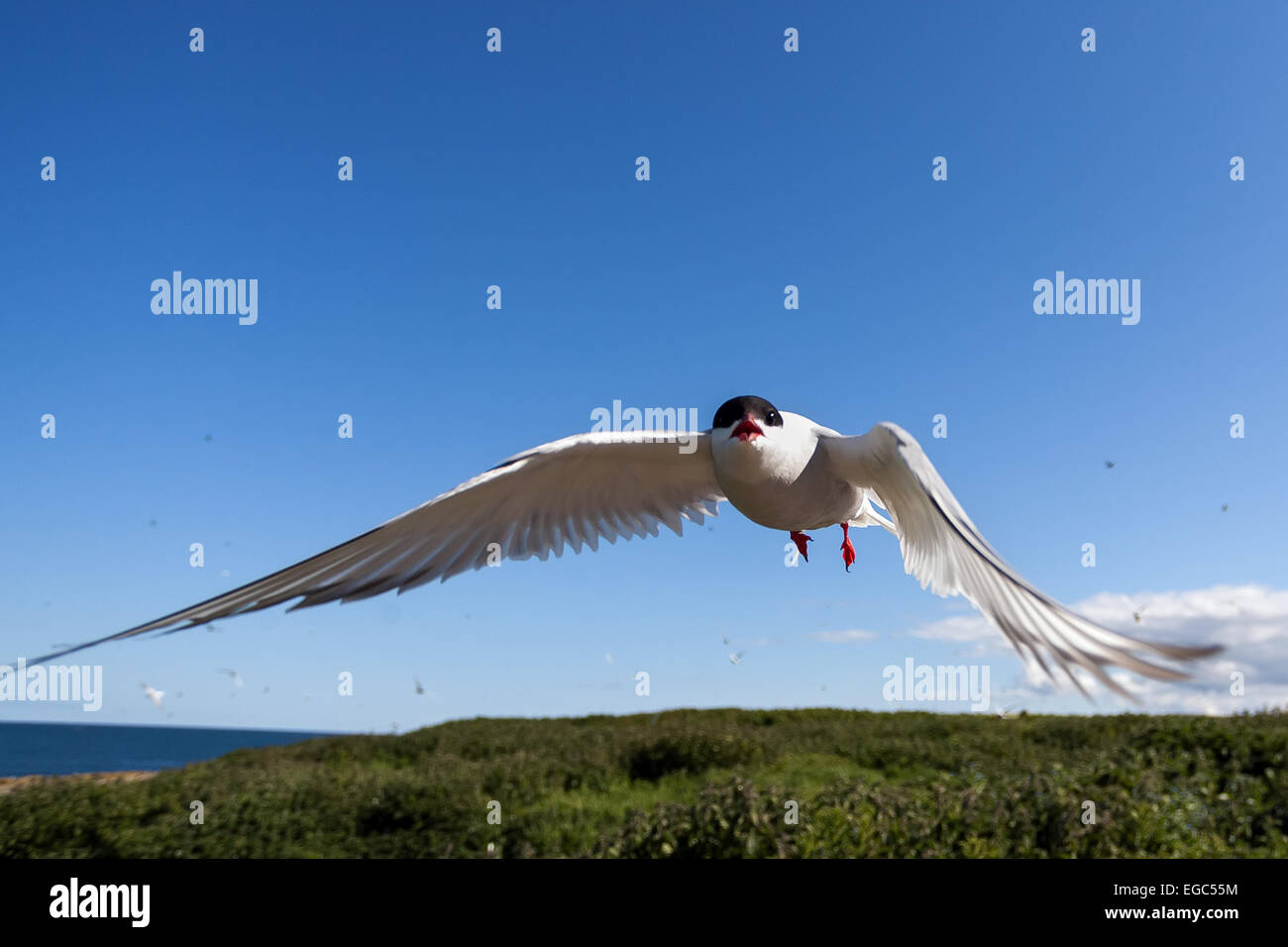 Sterna paradisaea migration hi-res stock photography and images - Alamy