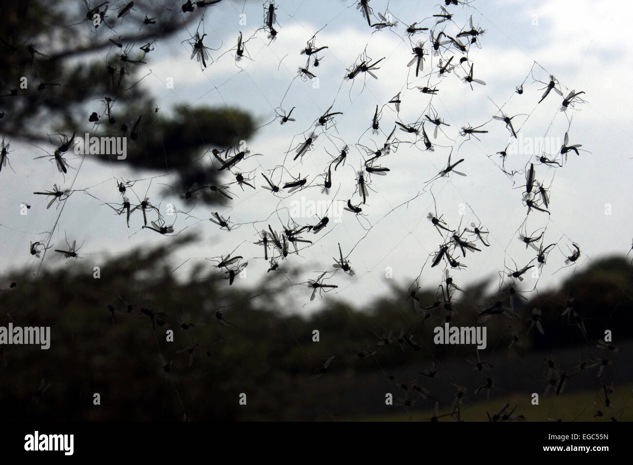 Victoria lake flies hi-res stock photography and images - Alamy