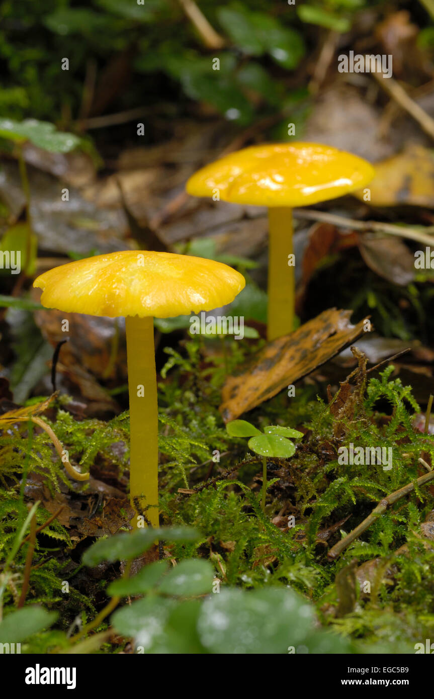 Golden Waxcap, Hygrocybe chlorophana - Fleet valley, Dumfries ...
