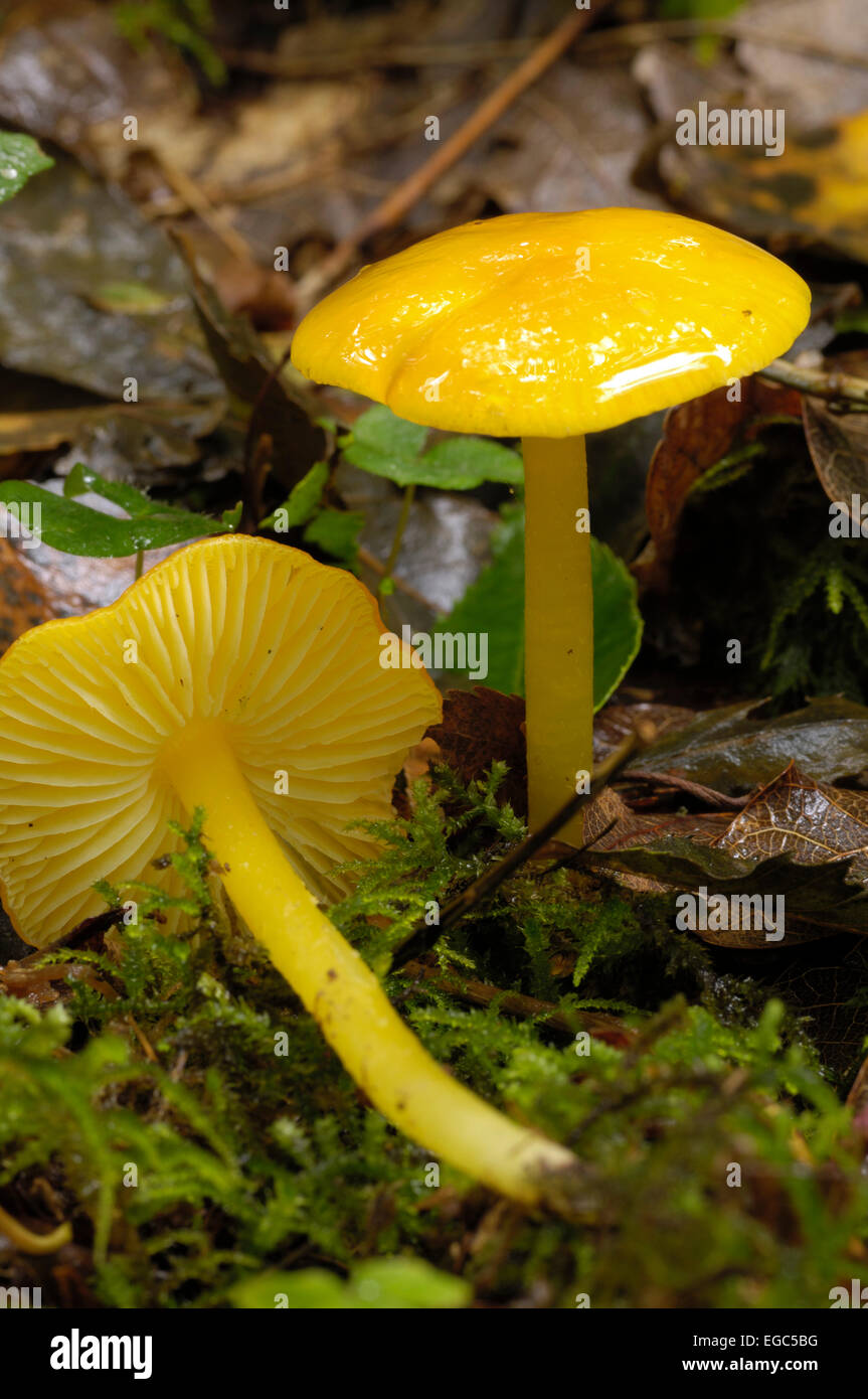 Hygrocybe chlorophana golden waxcap hi-res stock photography and images ...