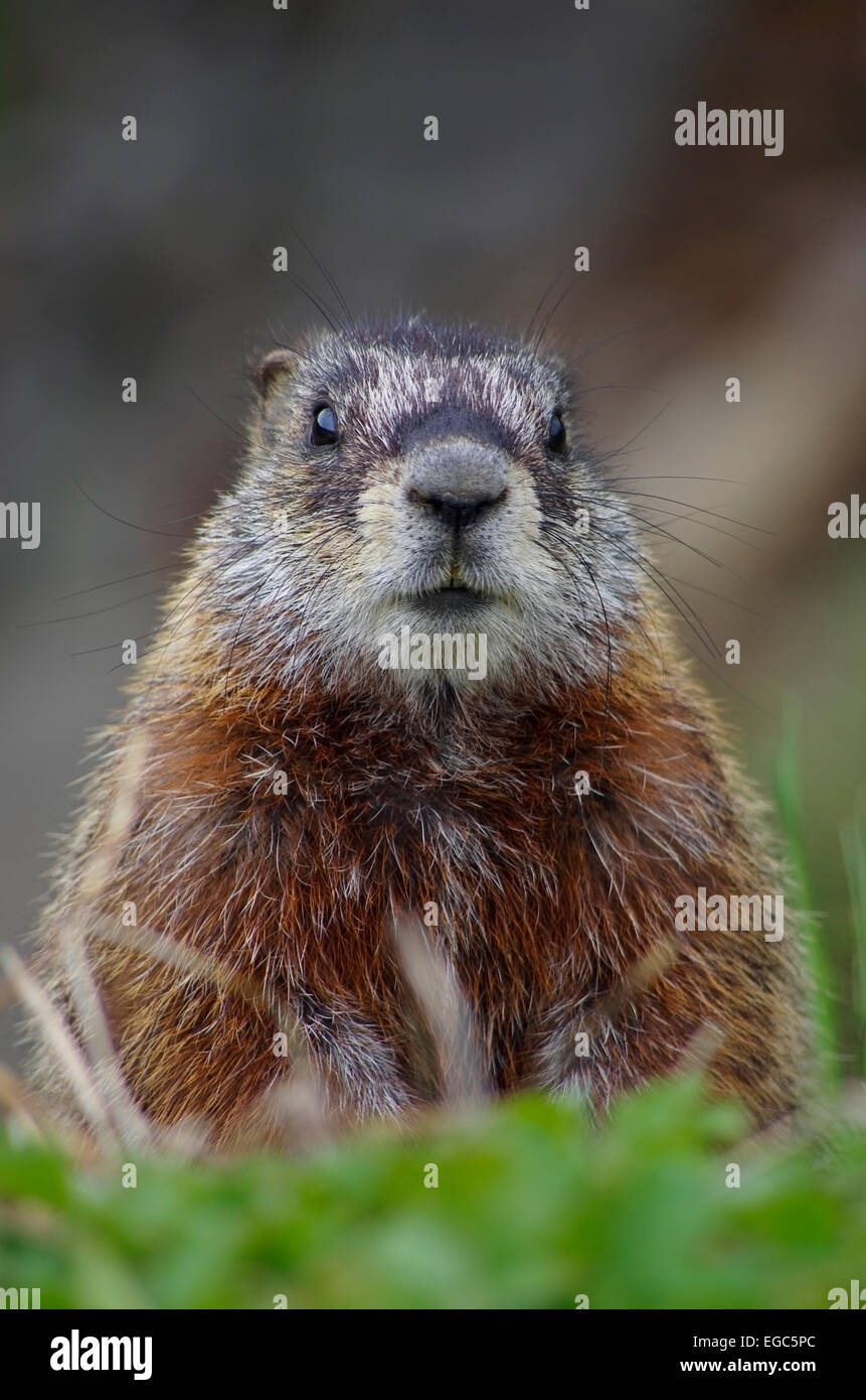 Marmot looking face close up hi-res stock photography and images - Alamy
