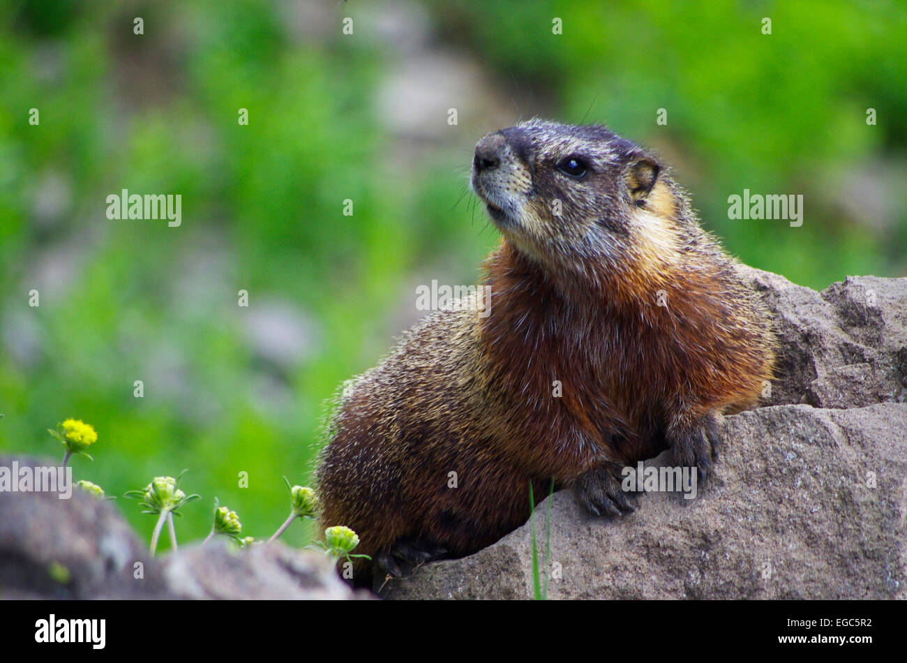 Yellow Bellied Marmot on a rock looking and listening, Yellowstone ...