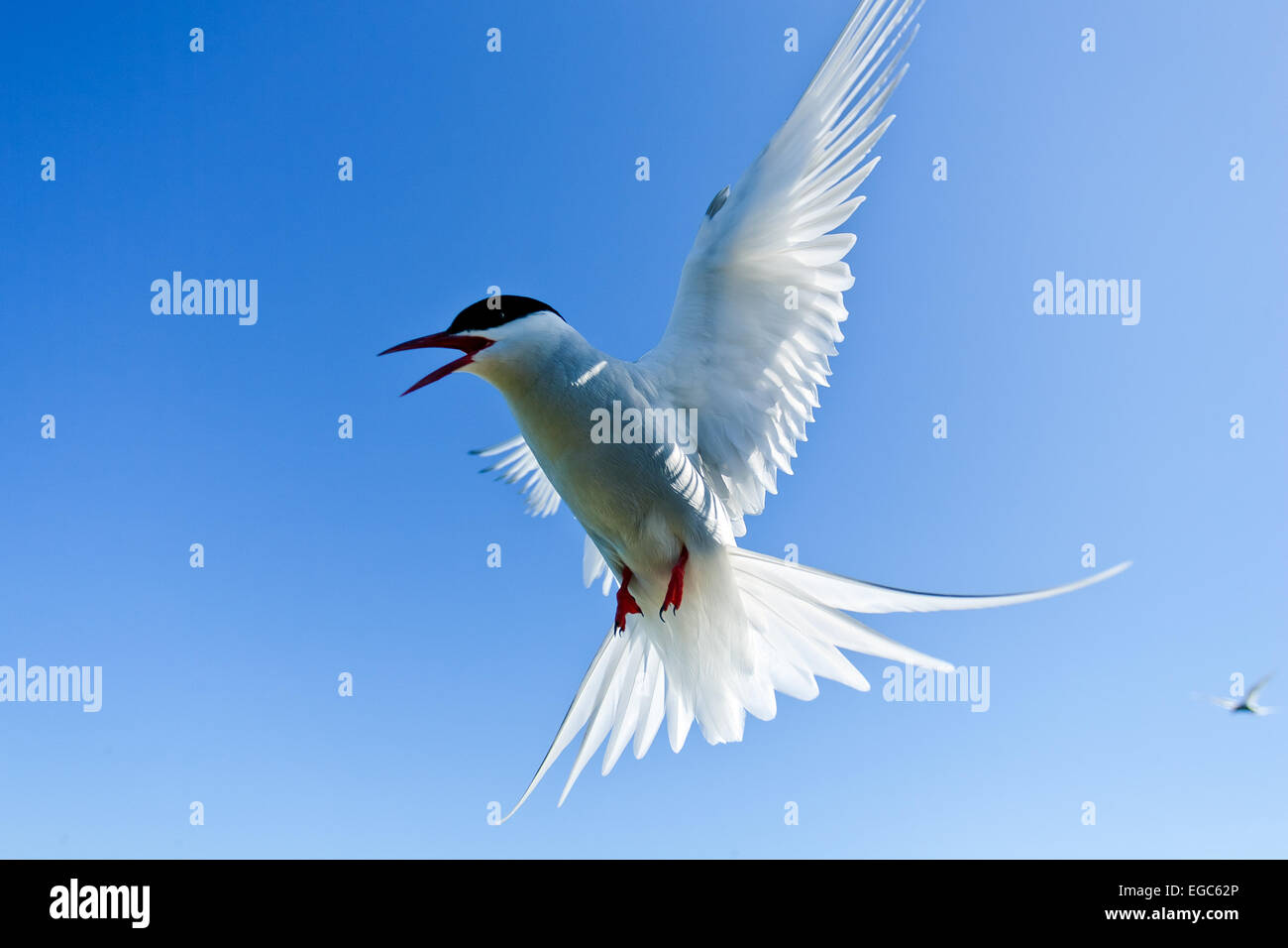 The Arctic tern (Sterna paradisaea), renowned for undertaking the ...