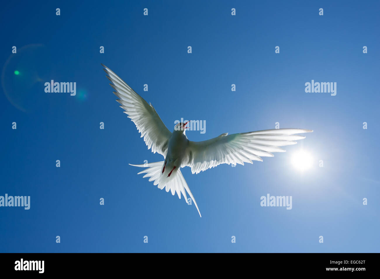 Sterna paradisaea migration hi-res stock photography and images - Alamy