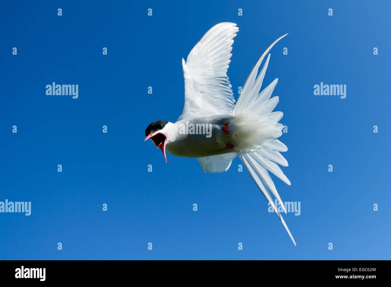 The Arctic tern (Sterna paradisaea), renowned for undertaking the ...