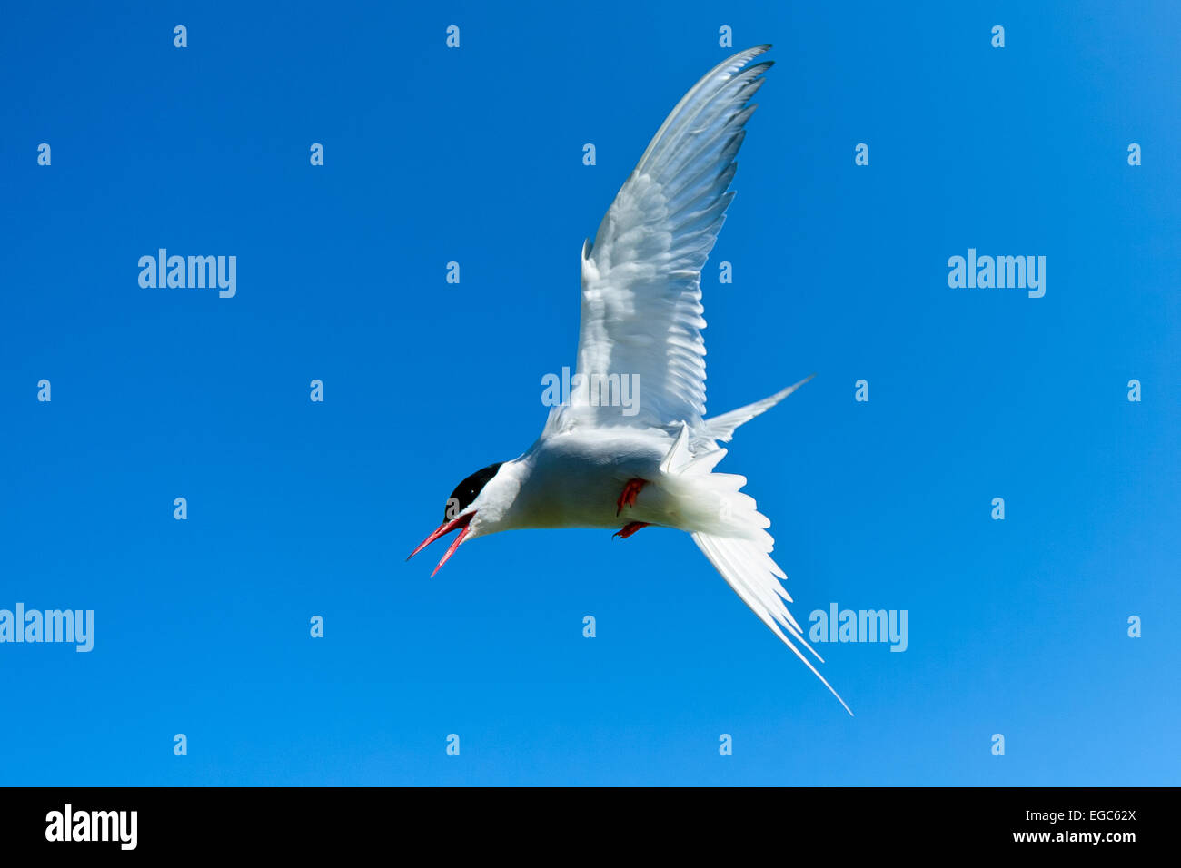 Sterna paradisaea migration hi-res stock photography and images - Alamy