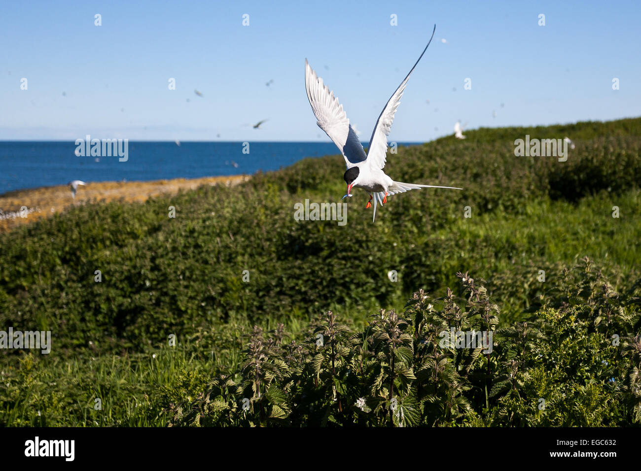The Arctic tern (Sterna paradisaea), renowned for undertaking the ...