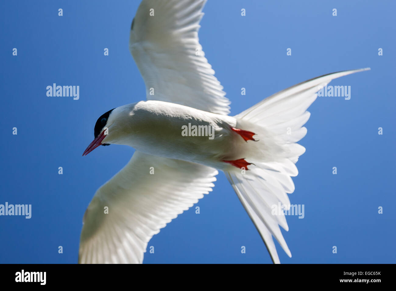 The Arctic tern (Sterna paradisaea), renowned for undertaking the ...