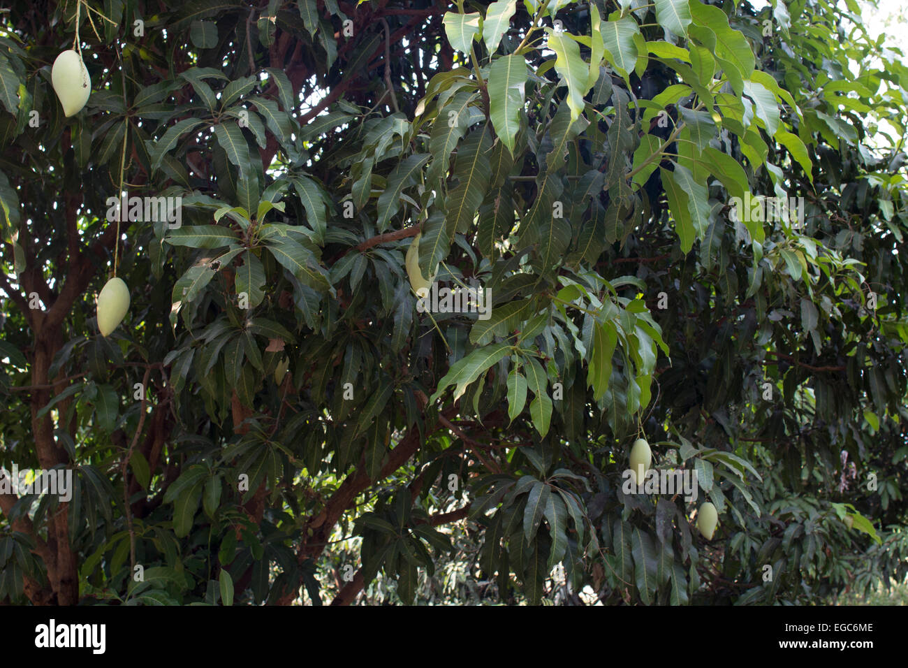 Mango Tree growing Mangoes in Thailand Stock Photo - Alamy