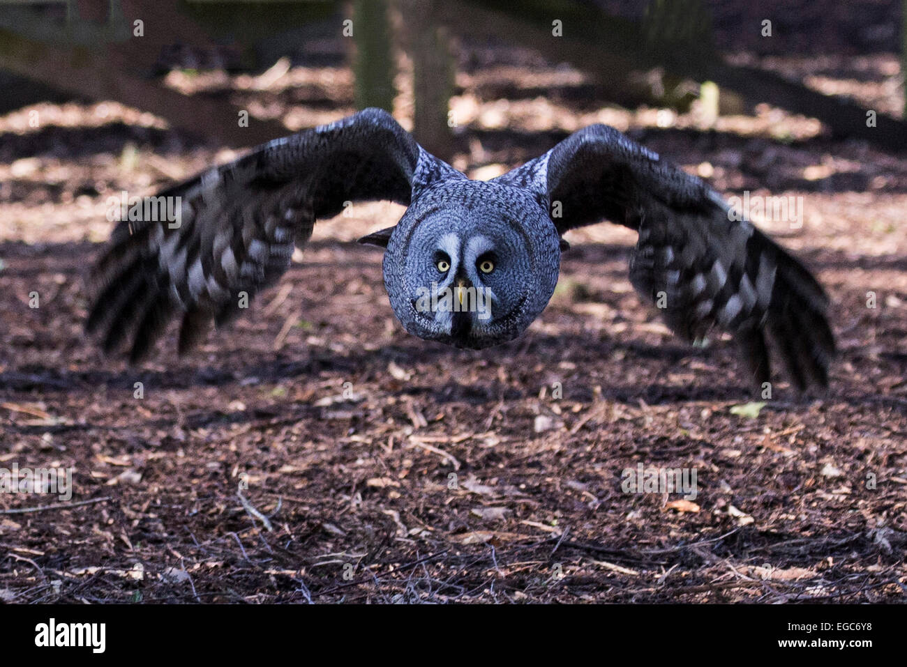 Great Gray Owl flying through woodland in daylight Stock Photo - Alamy