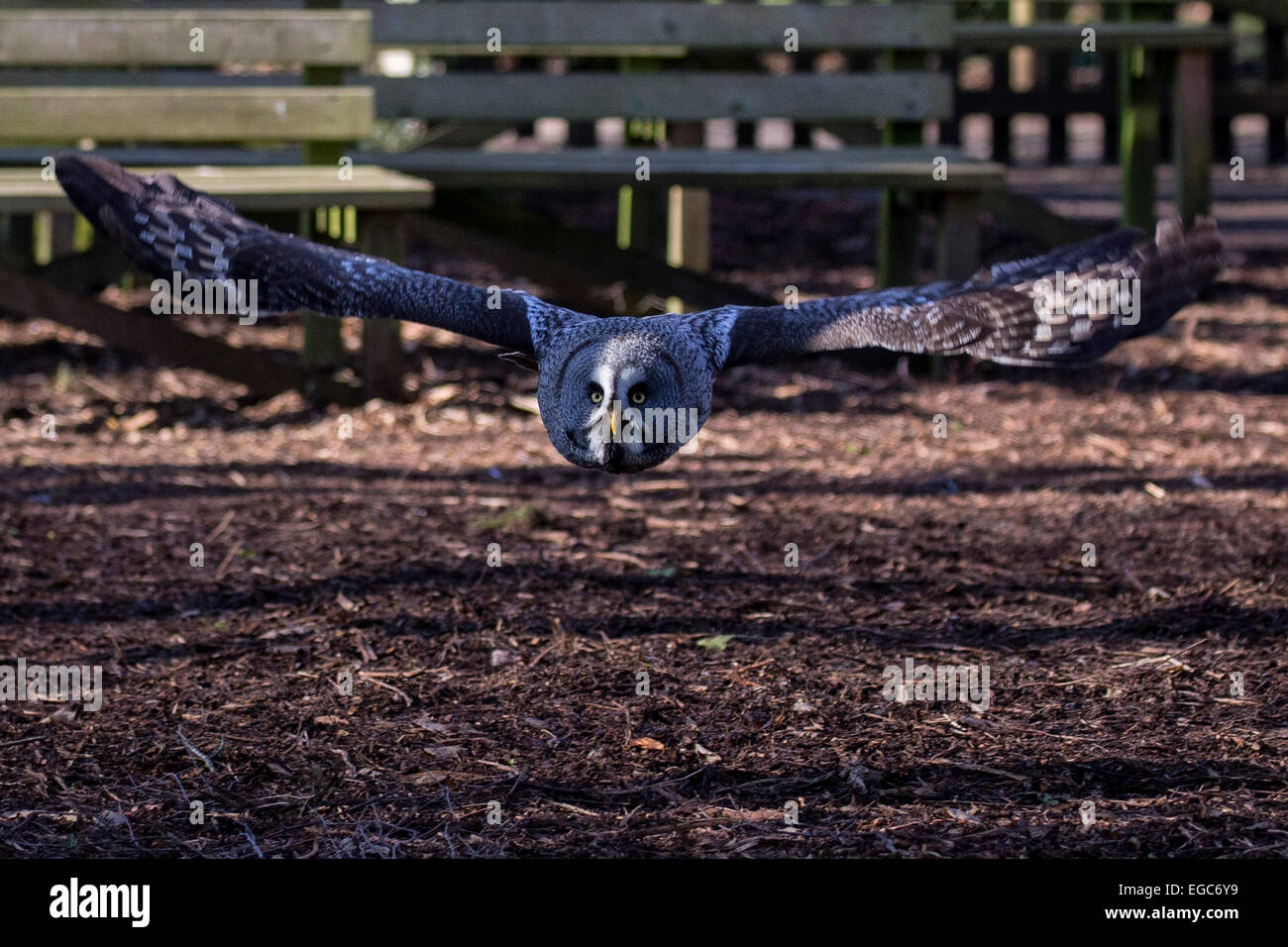 Great Gray Owl flying through woodland in daylight Stock Photo - Alamy