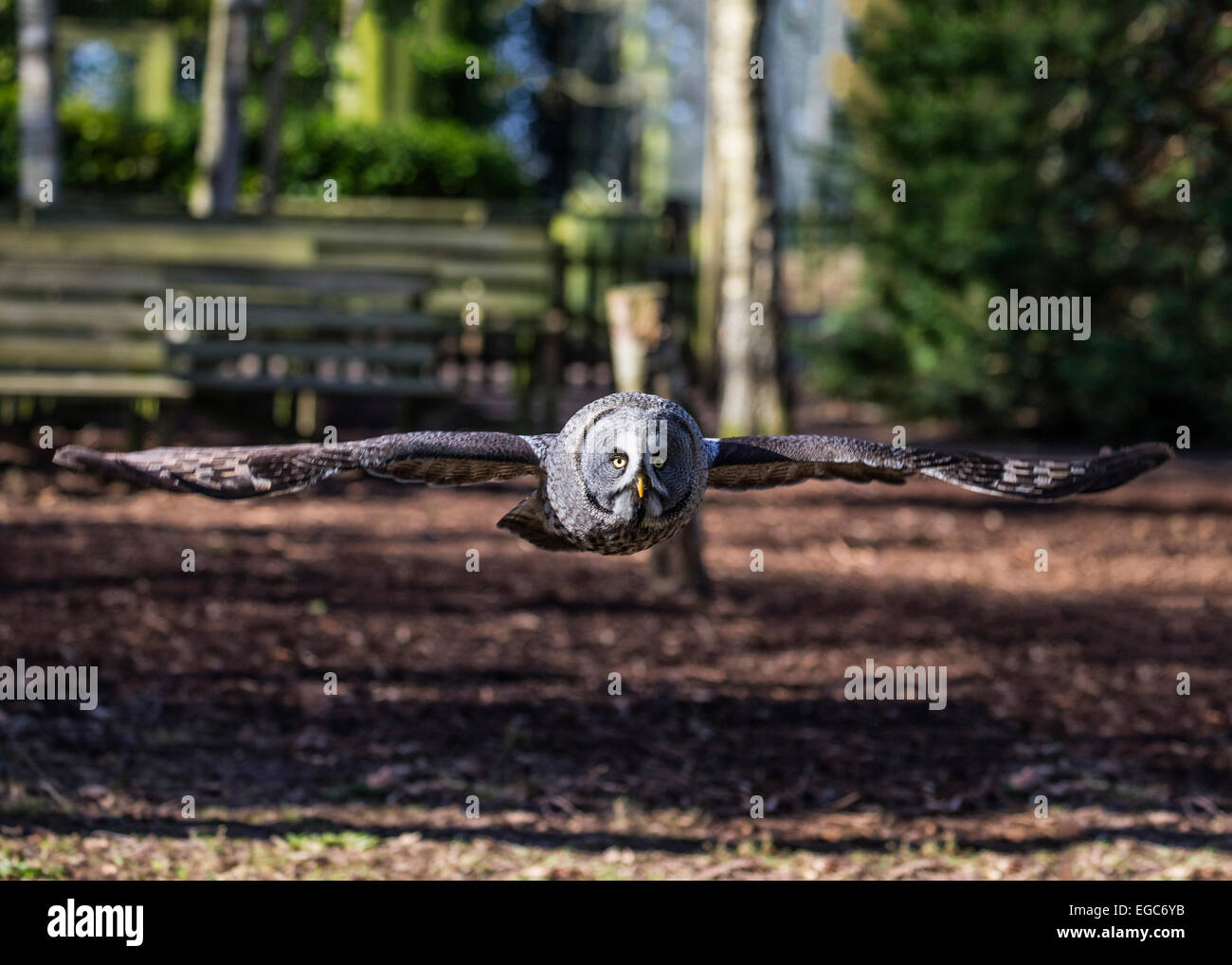 Great Gray Owl flying through woodland in daylight Stock Photo - Alamy