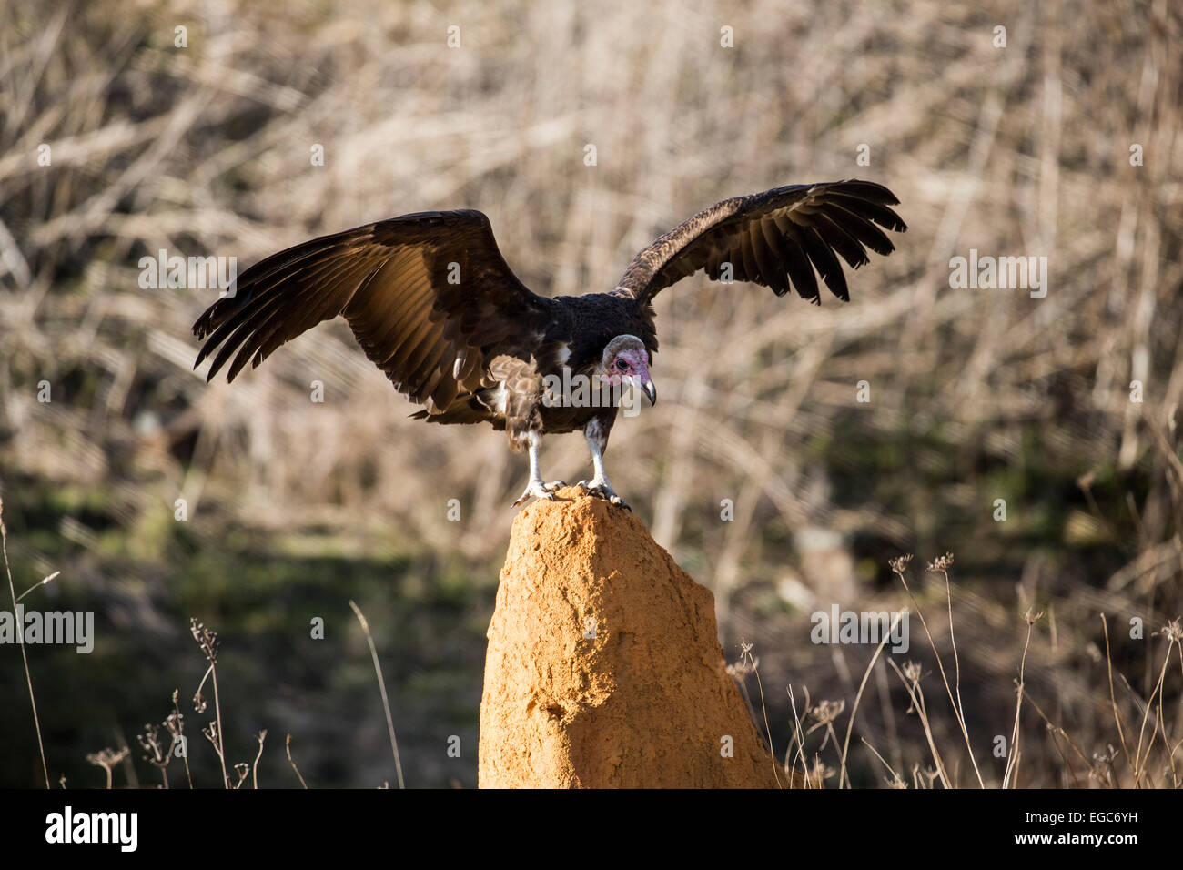 Vulture bird lappet faced botswana hi-res stock photography and images ...