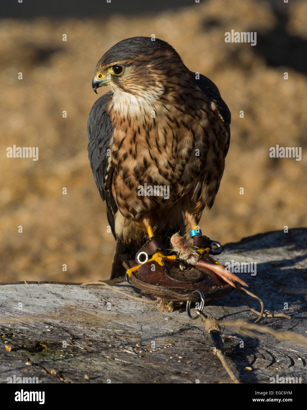 Merlin (Falco columbarius), a small species of falcon, perched on a ...