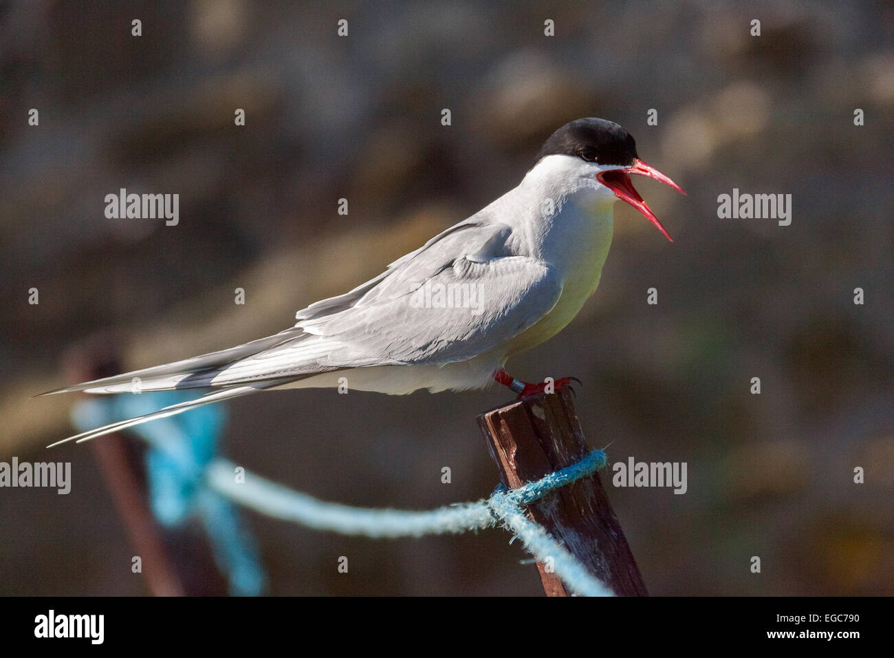 Sterna paradisaea antarctic hi-res stock photography and images - Alamy