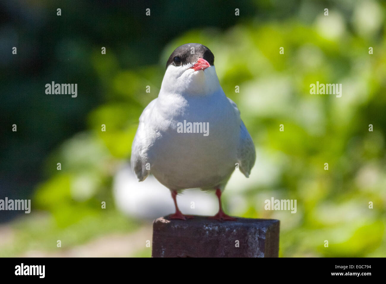 The Arctic tern (Sterna paradisaea), renowned for undertaking the ...