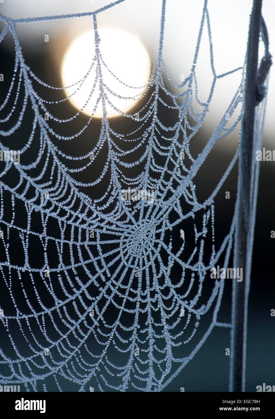 Elkton, Oregon, USA. 22nd Feb, 2015. Frost clings to a spider web as ...