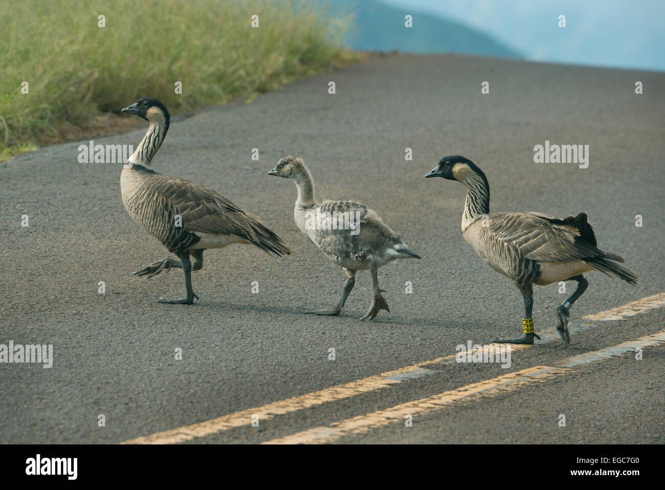 Native hawaiian rare birds hi-res stock photography and images - Alamy