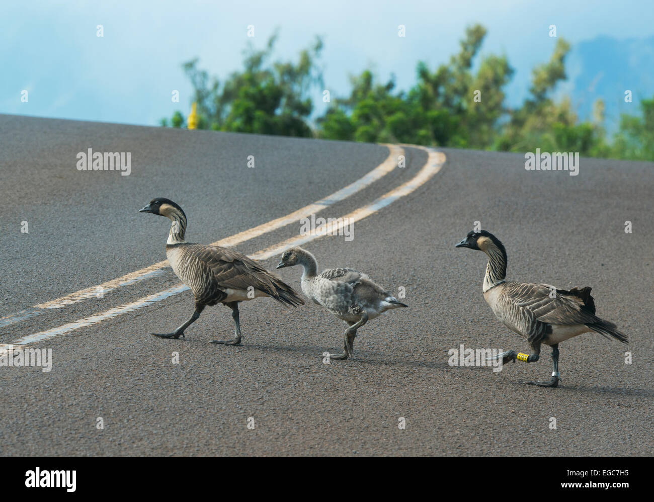Nēnē or Hawaiian Goose, (Branta sandvicensis) Family crossing busy road ...