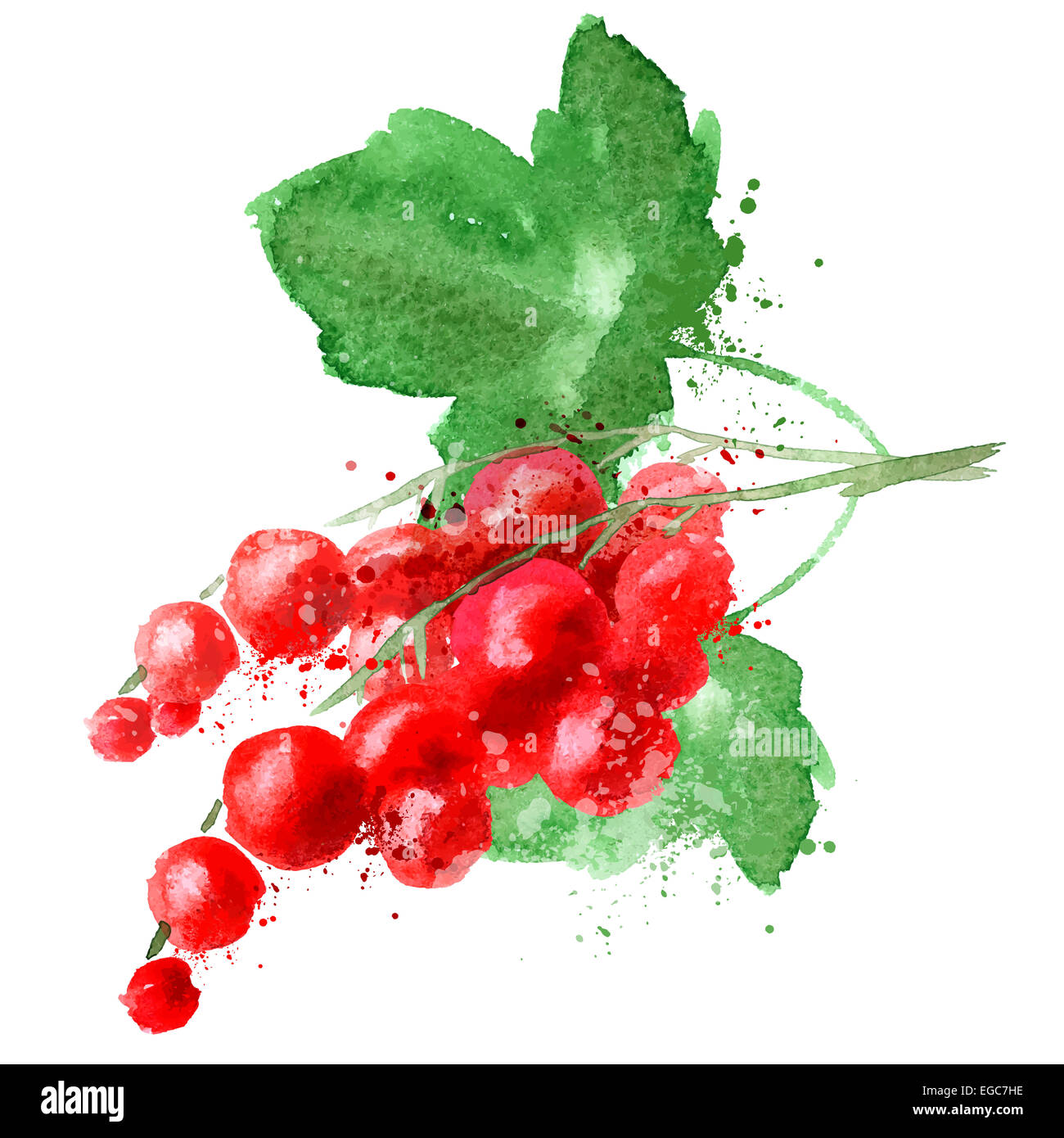 red currants on a white background. vector illustration Stock Photo - Alamy