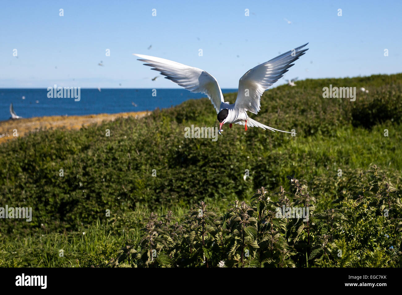 The Arctic tern (Sterna paradisaea), renowned for undertaking the ...