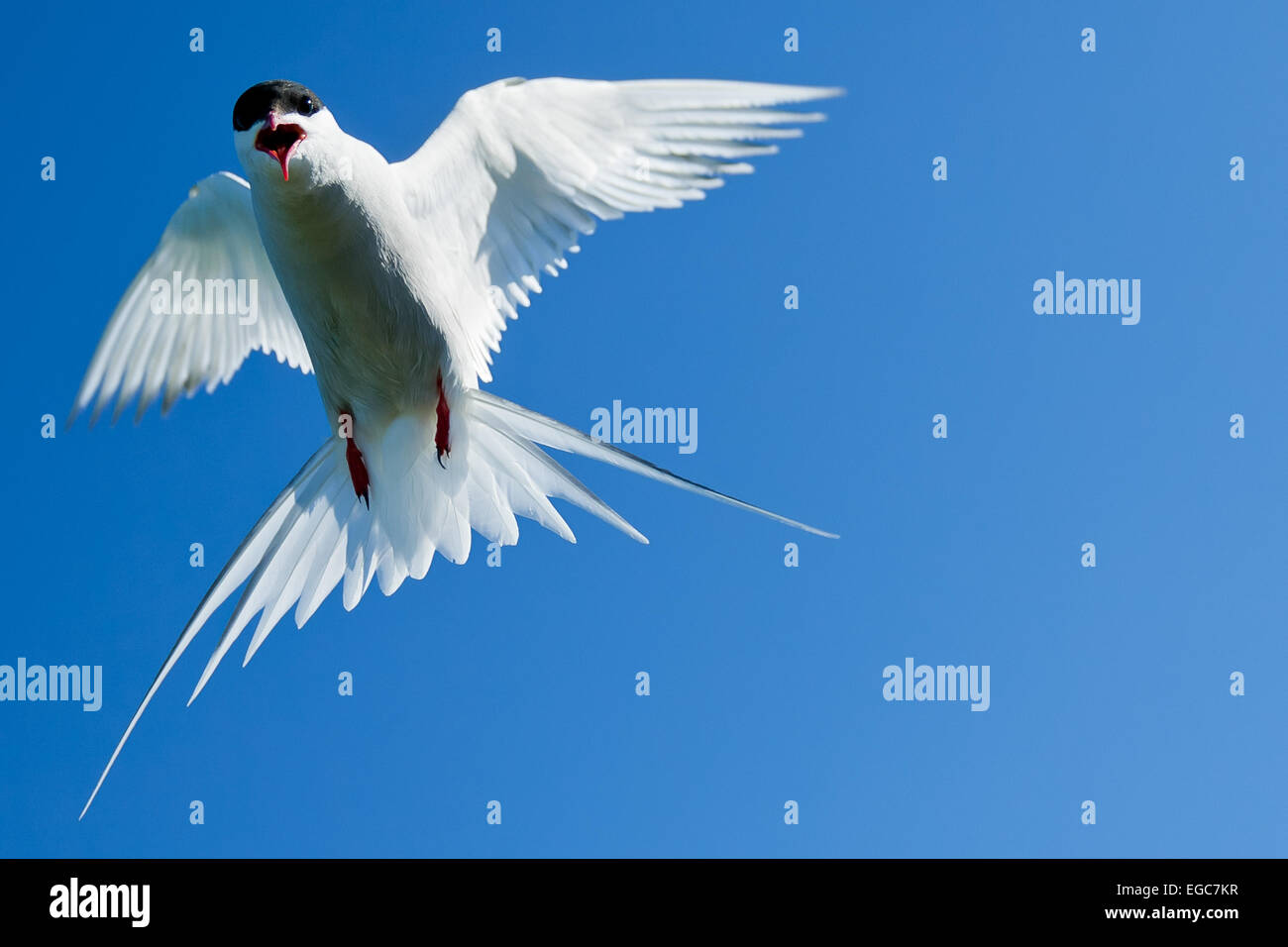 The Arctic tern (Sterna paradisaea), renowned for undertaking the ...
