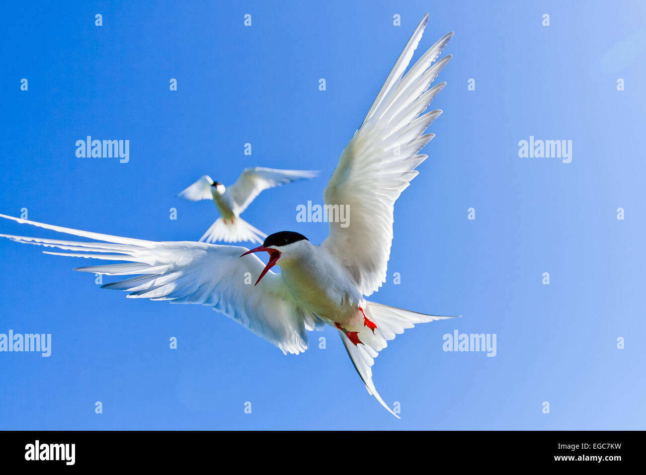 The Arctic tern (Sterna paradisaea), renowned for undertaking the ...
