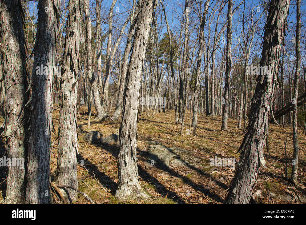 Shagbark Hickory forest during the spring months in Pawtuckaway State ...