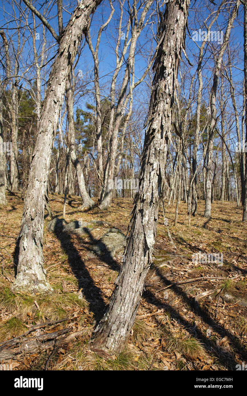 Shagbark Hickory forest during the spring months in Pawtuckaway State ...