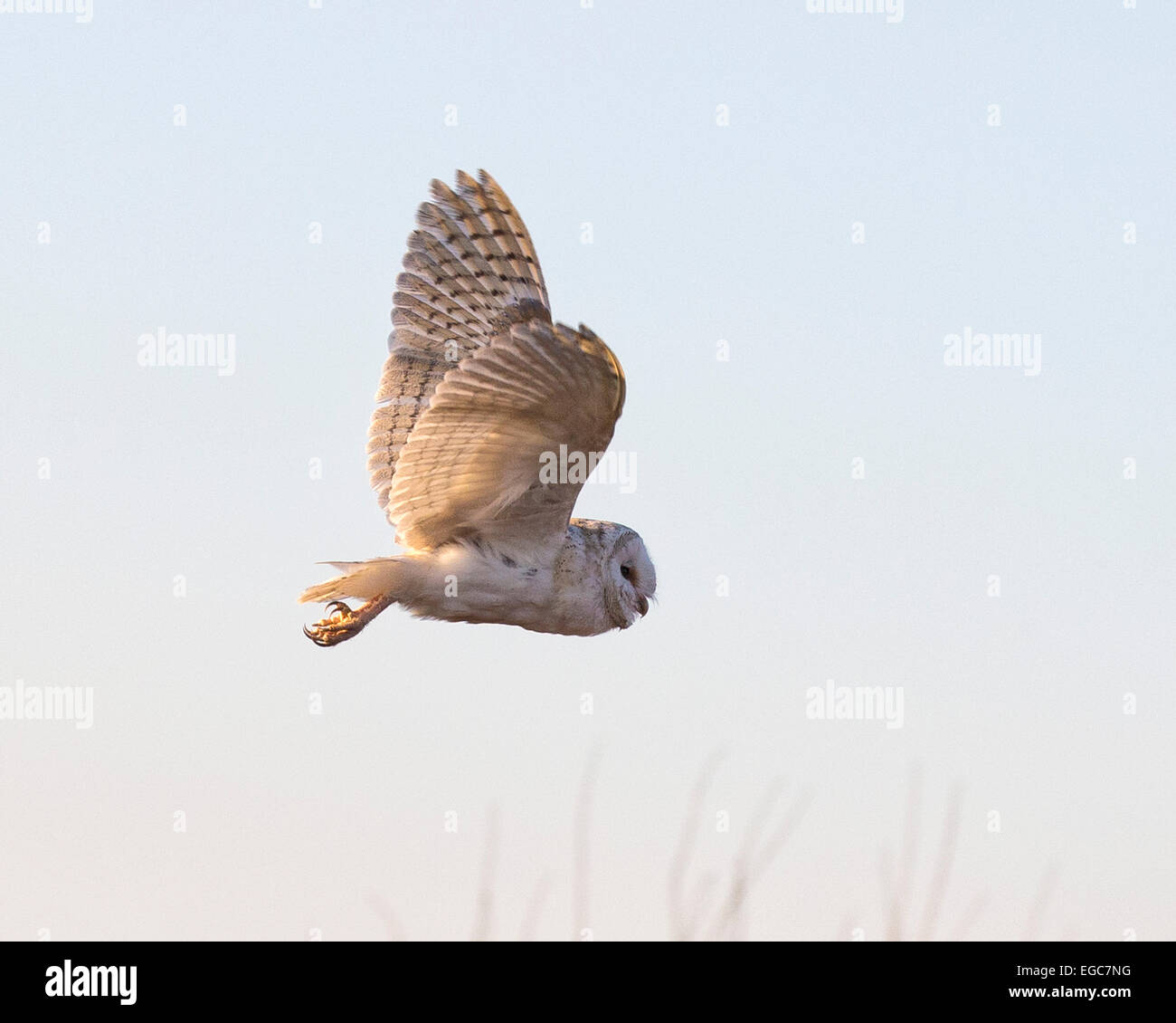 Barn owl flying at dusk Stock Photo - Alamy