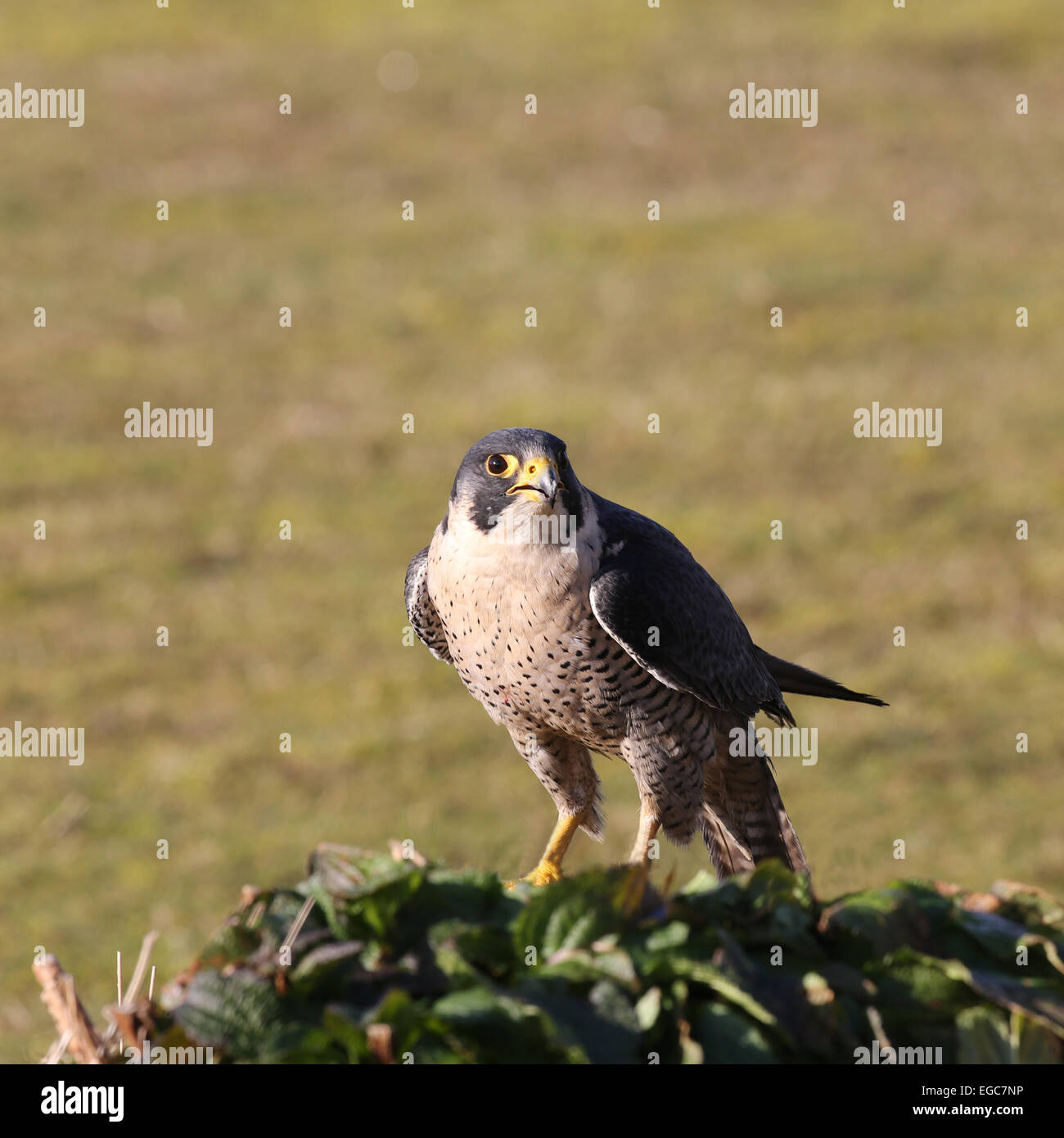 Peregrine falcon (Falco peregrinus) sitting on a rock Stock Photo - Alamy