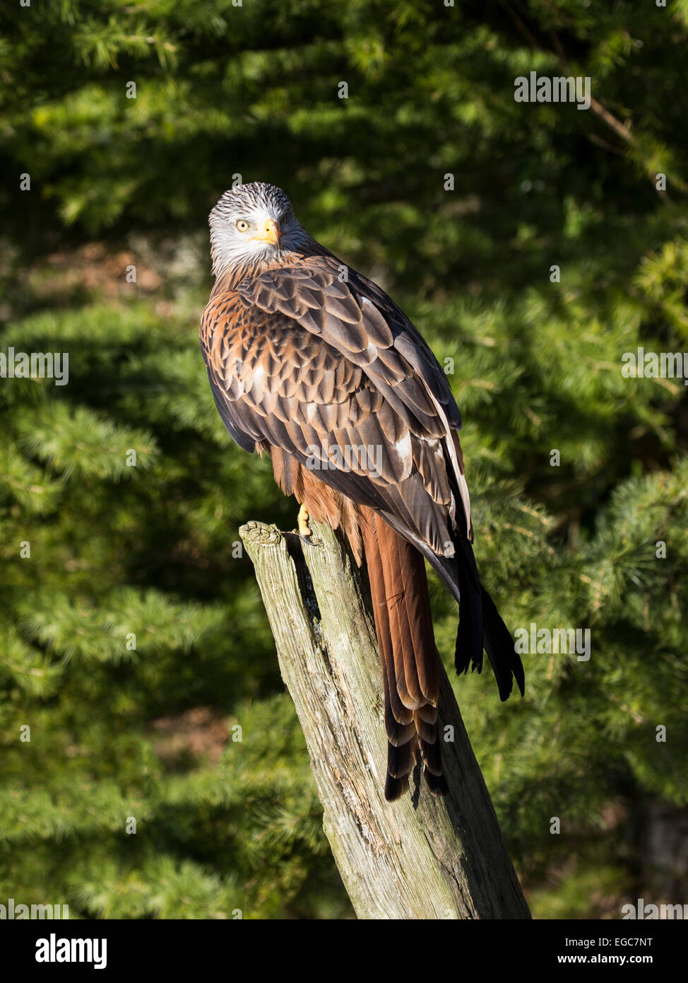 Red Kite (milvus milvus) sitting on post Stock Photo - Alamy