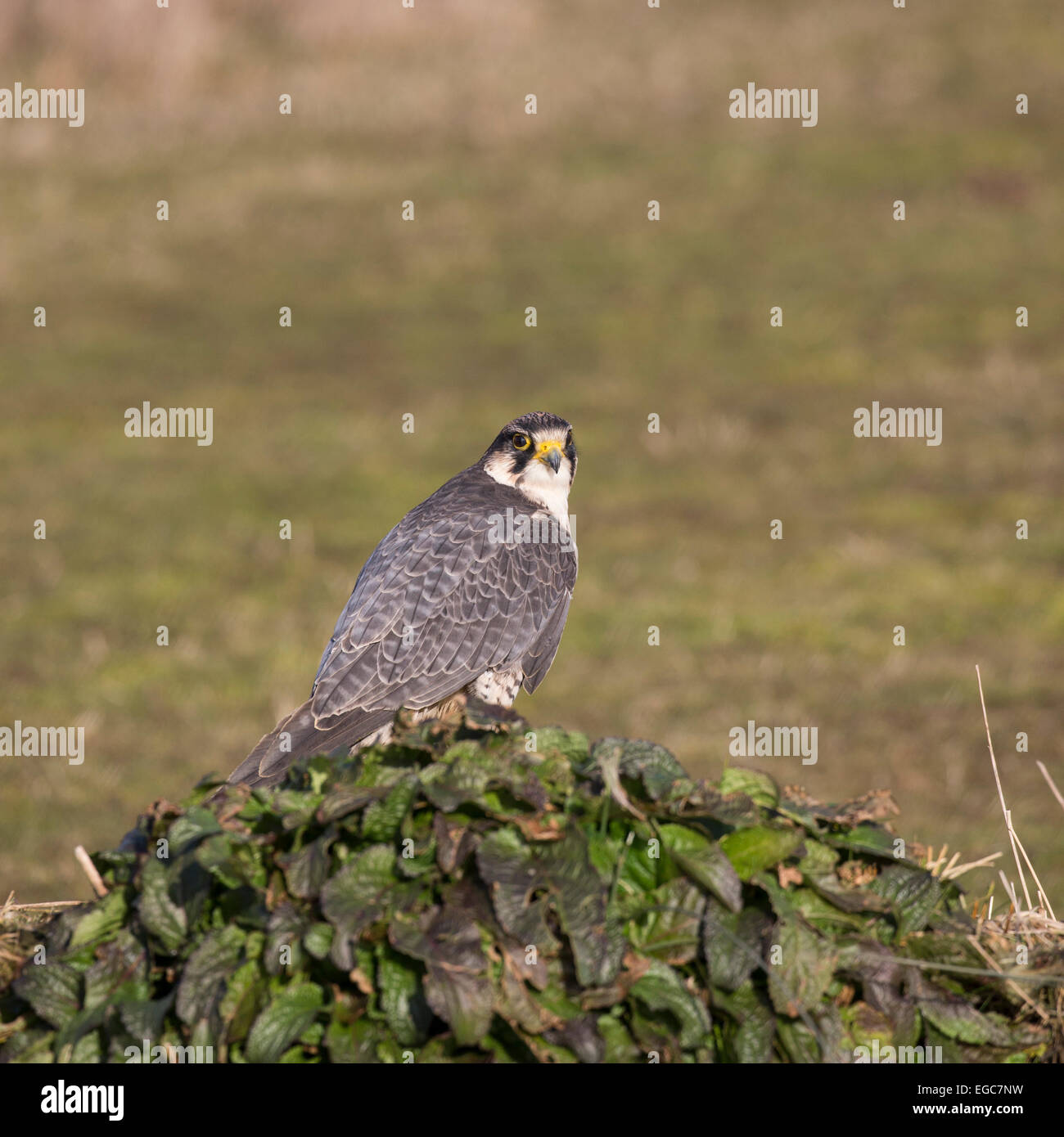 Peregrine falcon (Falco peregrinus) sitting on a rock Stock Photo - Alamy