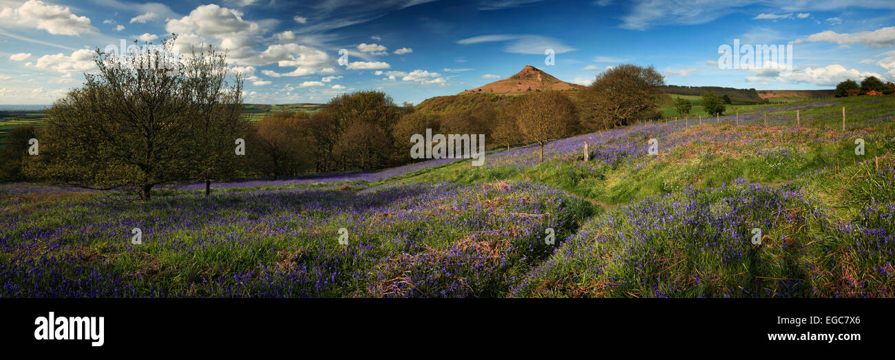 Roseberry Topping with spring bluebells hear Great Ayton in Yorkshire ...