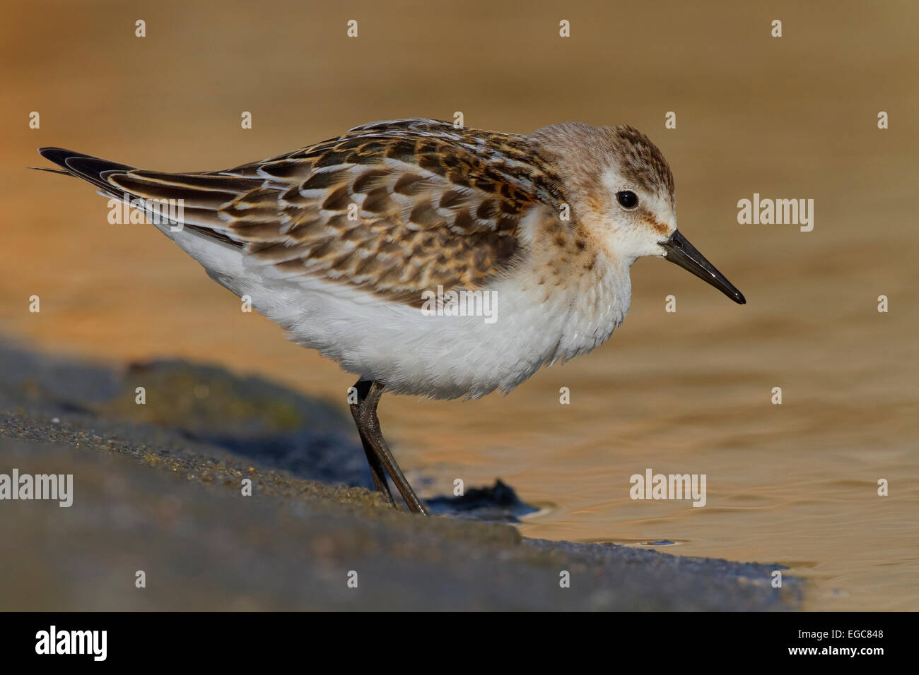Stint hi-res stock photography and images - Alamy
