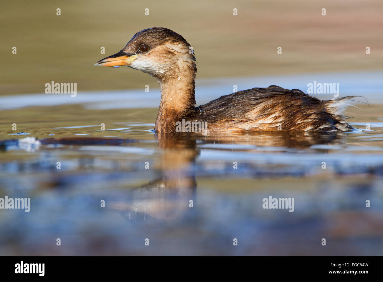 Little grebe hi-res stock photography and images - Alamy
