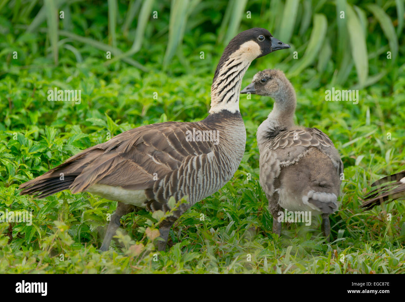 Native hawaiian rare birds hi-res stock photography and images - Alamy
