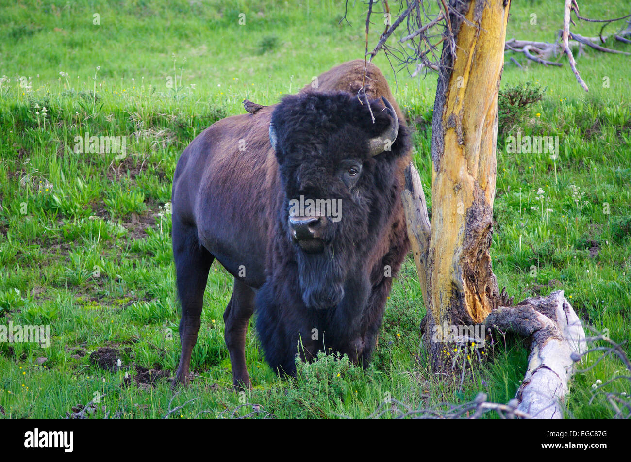 Bison in Yellowstone National Park, with bird on back Stock Photo - Alamy