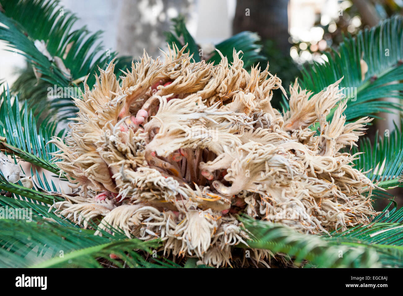 The dragon cub Stock Photo - Alamy