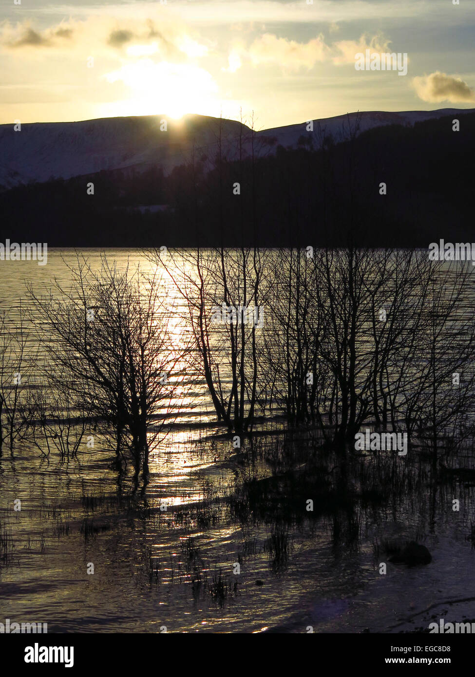 Ducks in reeds at twilight on Loch Lomond Stock Photo - Alamy