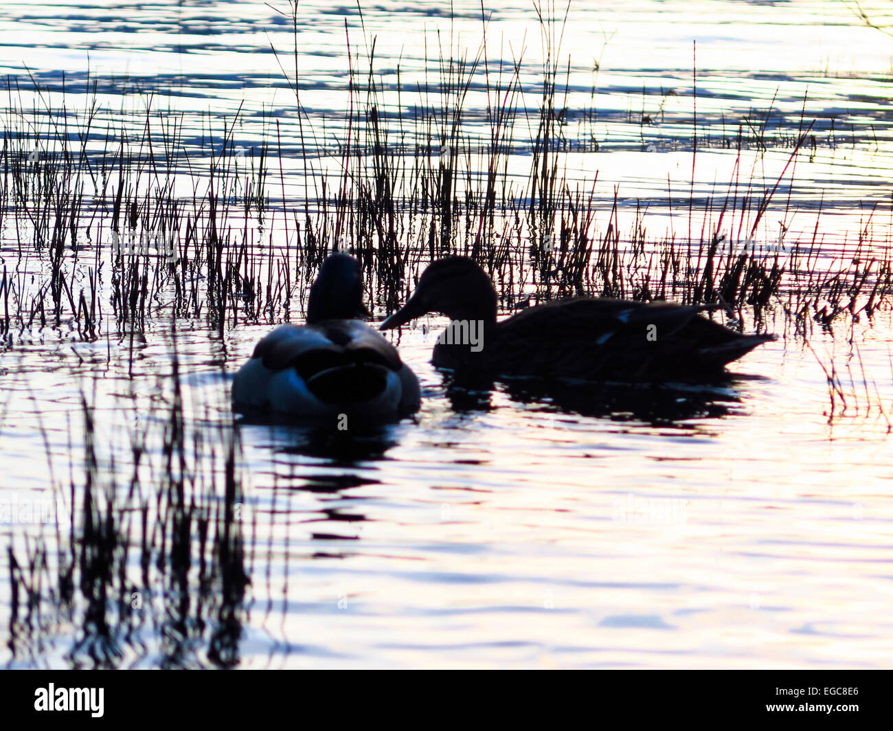 Ducks in reeds at twilight on Loch Lomond Stock Photo - Alamy