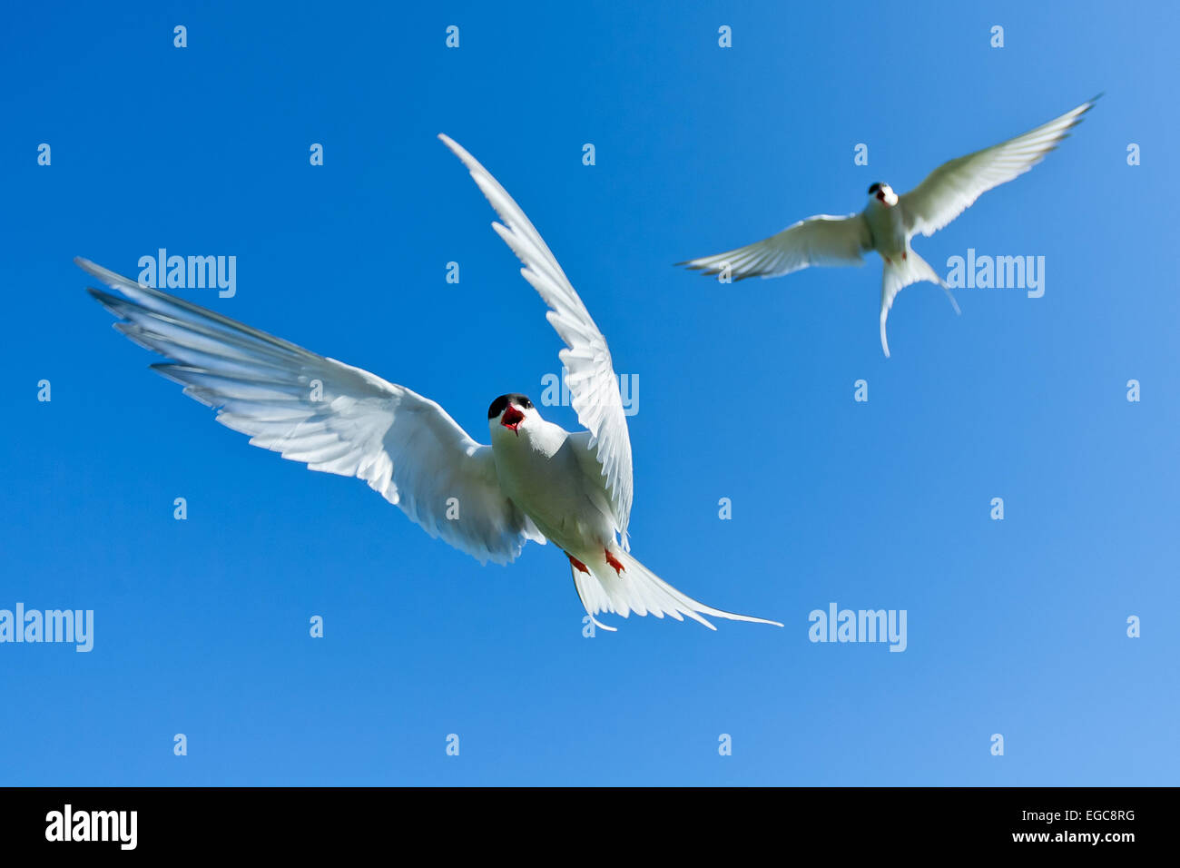 The Arctic tern (Sterna paradisaea), renowned for undertaking the ...