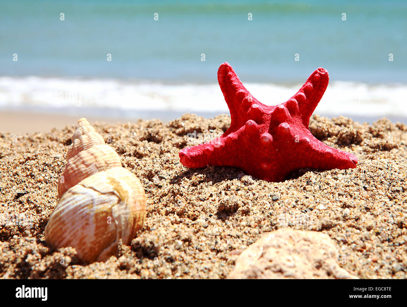 Ocean sea animal shells hi-res stock photography and images - Alamy