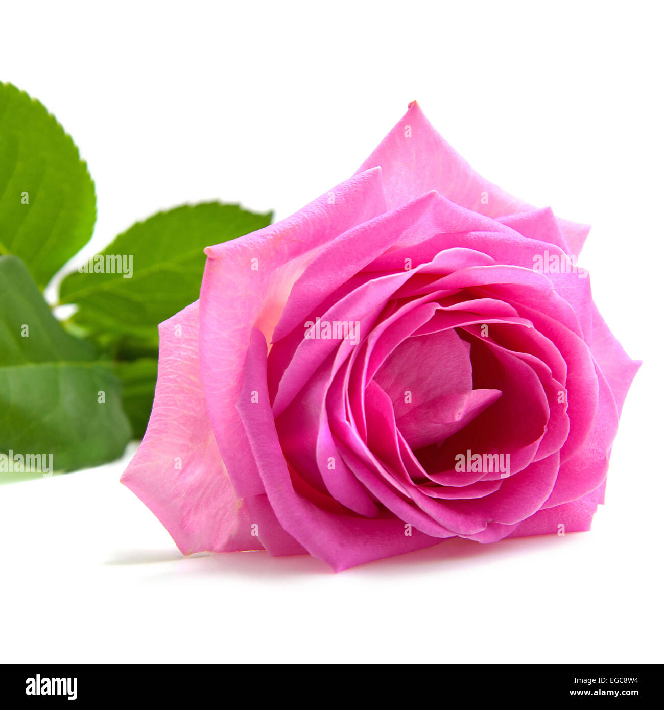 one beautiful pink rose over white background Stock Photo - Alamy