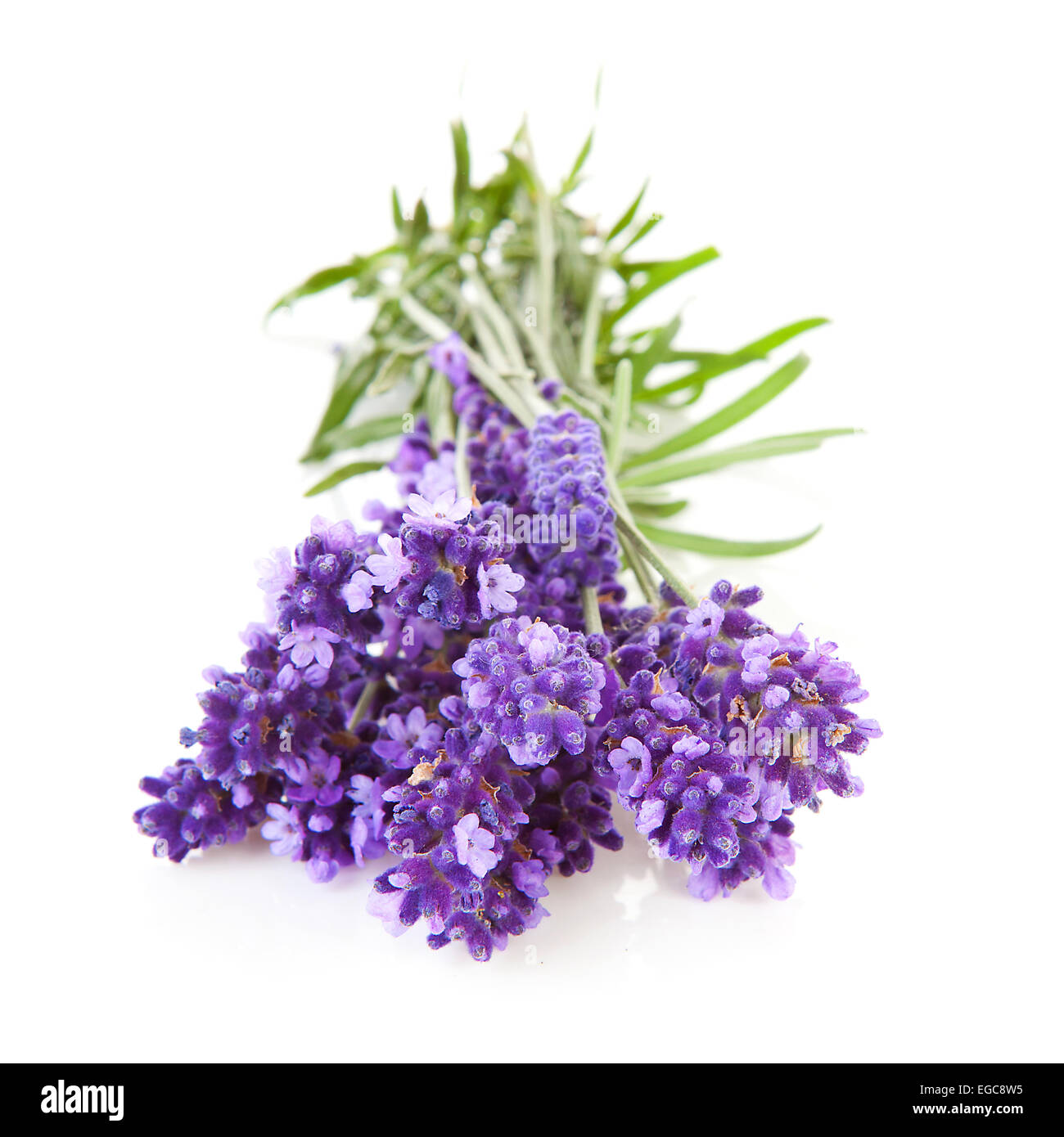 Bunch of picked lavender over white background Stock Photo - Alamy