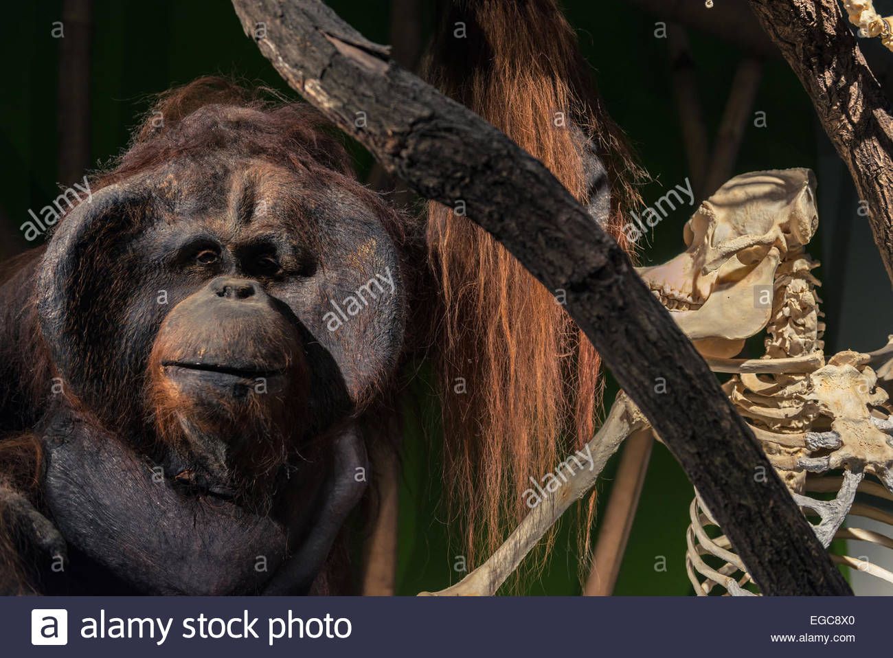 Skeleton Of An Orangutan Stock Photos & Skeleton Of An Orangutan Stock ...