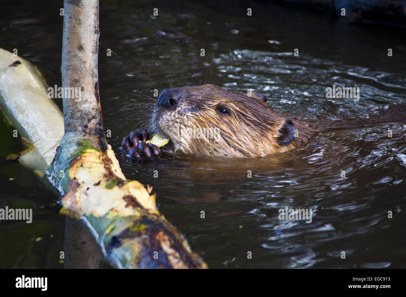 American beaver close up hi-res stock photography and images - Alamy