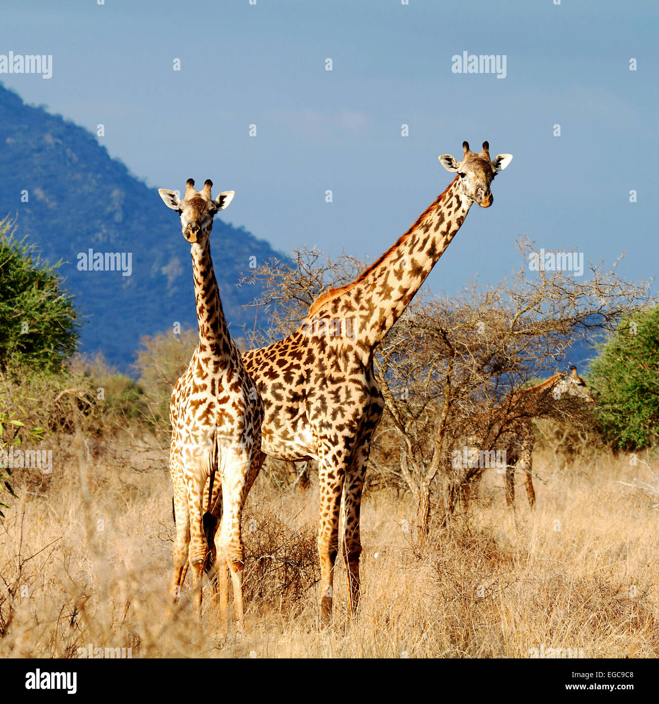 Maasai giraffe hi-res stock photography and images - Alamy