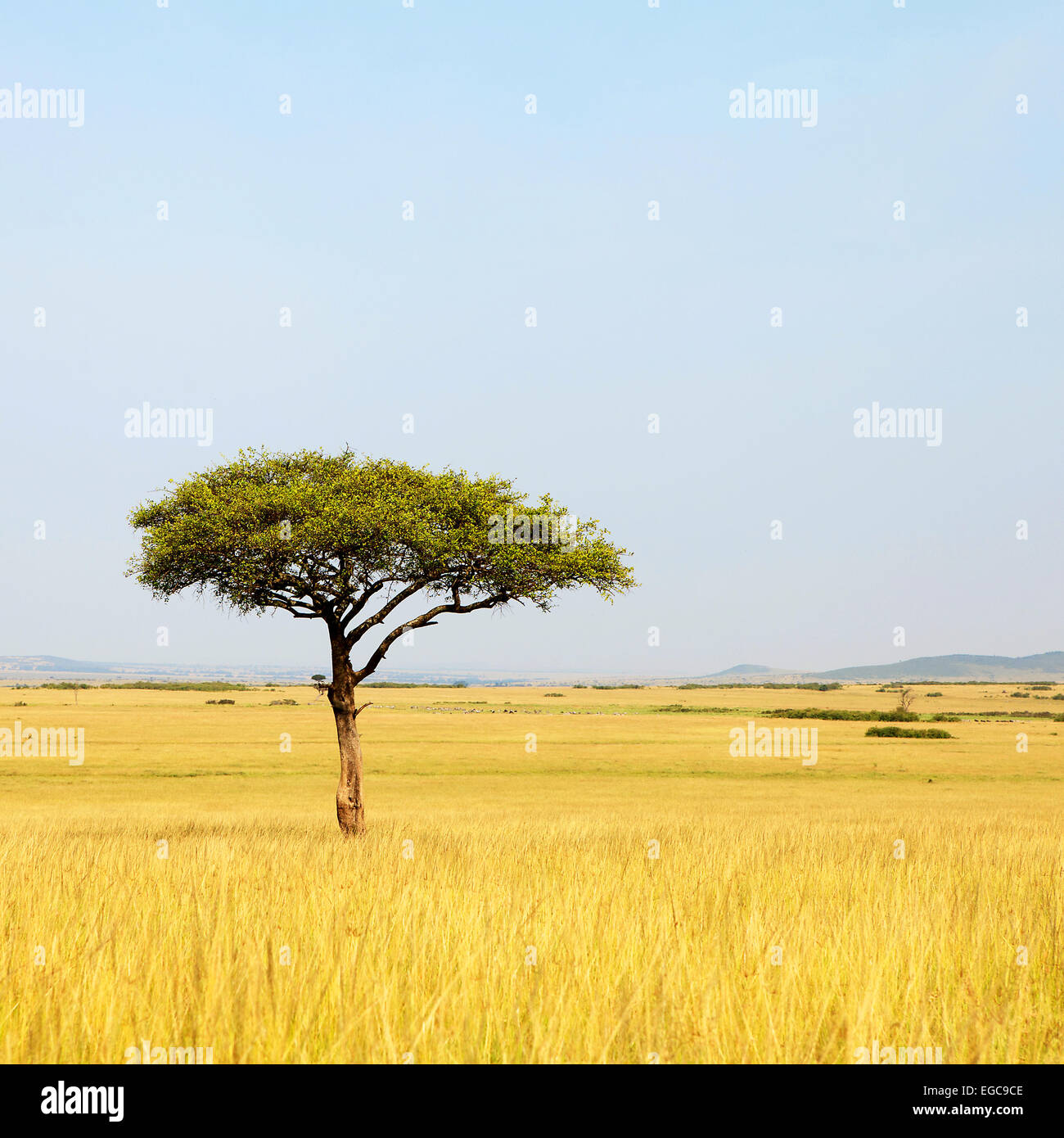 landscape with Acacia tree in Africa Stock Photo - Alamy