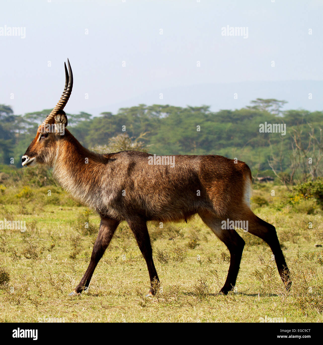 Walking African waterbuck in wild Stock Photo - Alamy
